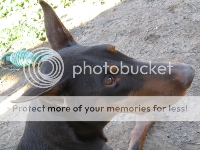 ?Masticatory Myositis? or just a sprain? | Doberman Forum : Doberman ...