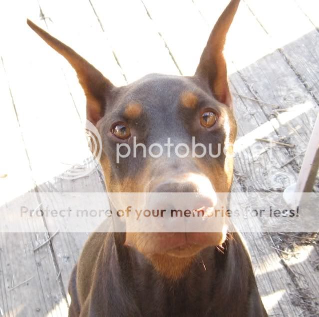 ?Masticatory Myositis? or just a sprain? | Doberman Forum : Doberman ...